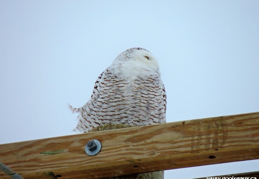 Observez les Harfangs des neiges! - Les Radieuses