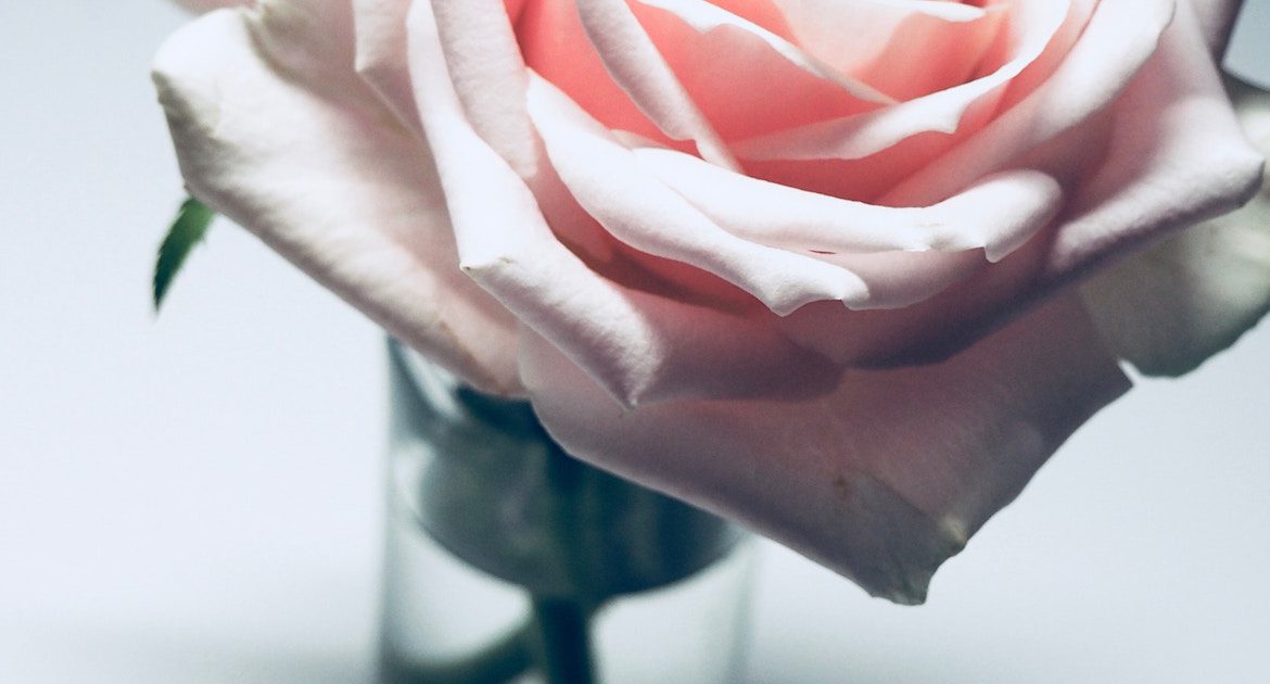 Beauté : Le pouvoir de la rose - Les Radieuses