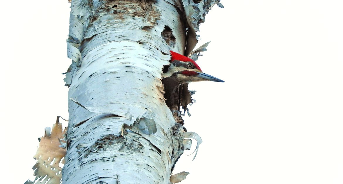 Juin : La nidification des oiseaux, une période privilégiée pour l ...