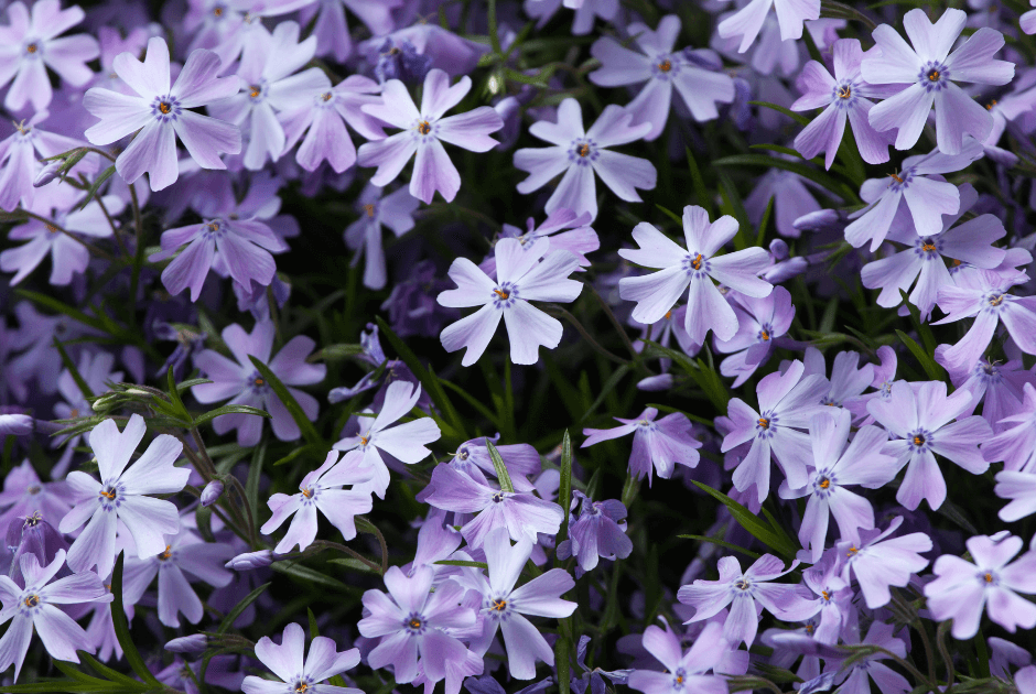 Plus de 50 couvre-sol parfaits pour l’ombre - Les Radieuses