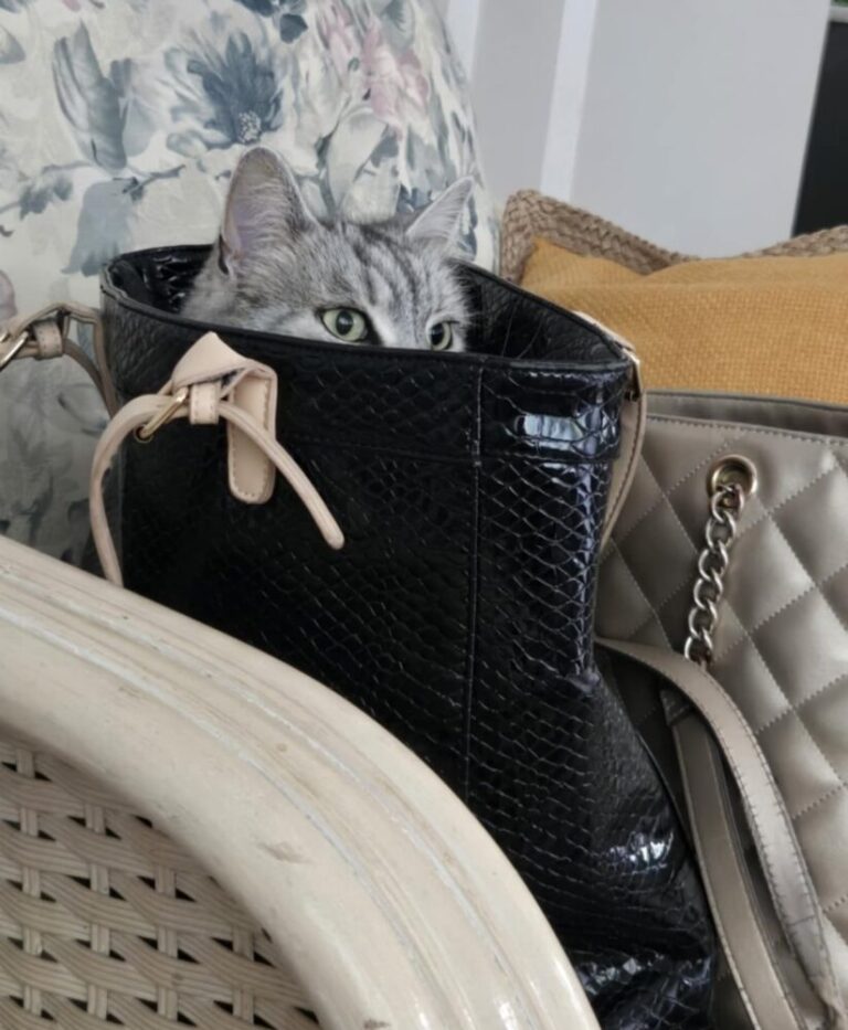 La beauté et le chat - Les Radieuses Magazine